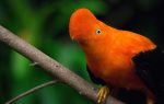 Meet the Andean Cock-of-the-Rock: National Bird of Peru | Kuoda Travel