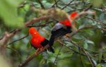 Meet the Andean Cock-of-the-Rock: National Bird of Peru | Kuoda Travel
