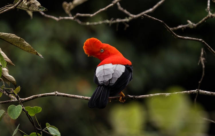 A Guide to Peru Birds: Discover the Avian Wonders of the Andes and ...