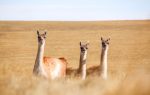 Chile Wildlife Travel Guide: From Penguins to the Puma | Kuoda Travel